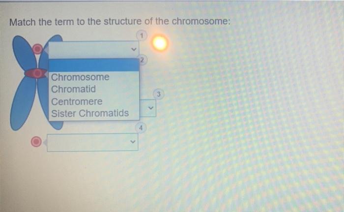 Solved Match the term to the structure of the chromosome: 1 | Chegg.com