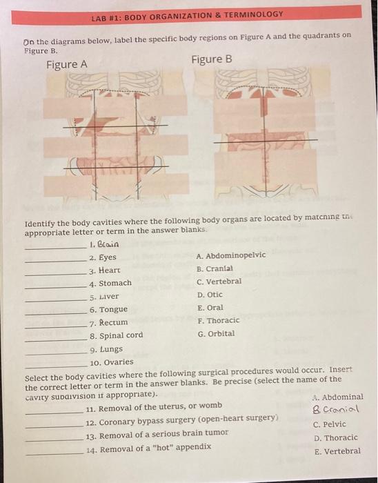 Solved LAB #1: BODY ORGANIZATION & TERMINOLOGY On the | Chegg.com