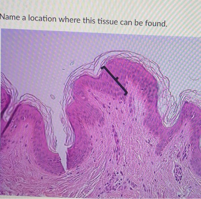 Solved Name a location where this tissue can be found. | Chegg.com