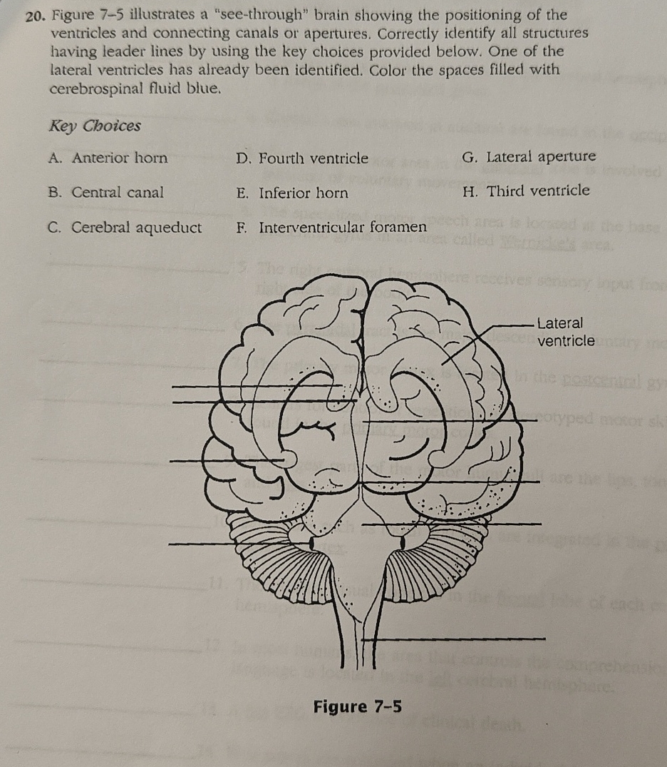 Solved Figure 7-5 ﻿illustrates a "see-through" brain showing | Chegg.com