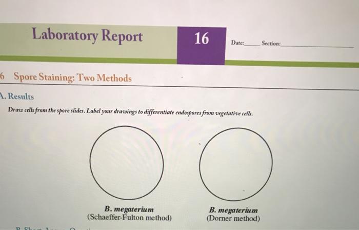 Laboratory Report 16 Date: Section: 6 Spore Staining: | Chegg.com