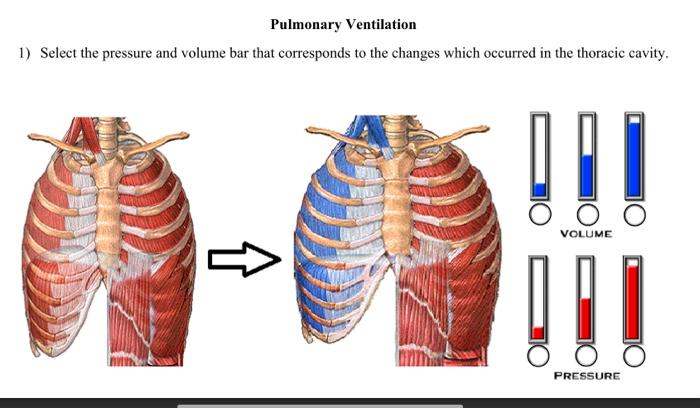 Solved Pulmonary Ventilation 1) Select the pressure and | Chegg.com