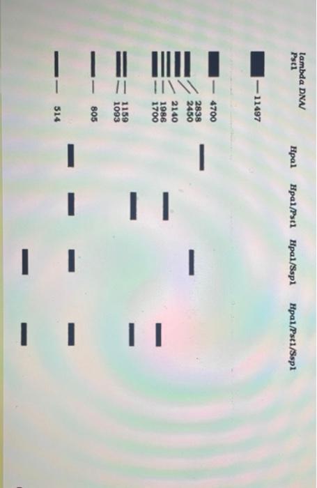 Solved Figure 1 shows lambda DNA digested with the | Chegg.com