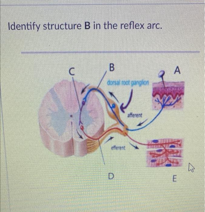 Solved Identify structure B in the reflex arc. C B A doral | Chegg.com