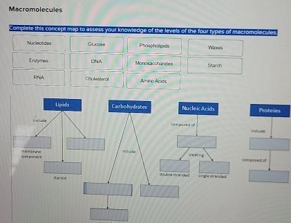 Solved MacromoleculesComplote this concept map to assess | Chegg.com