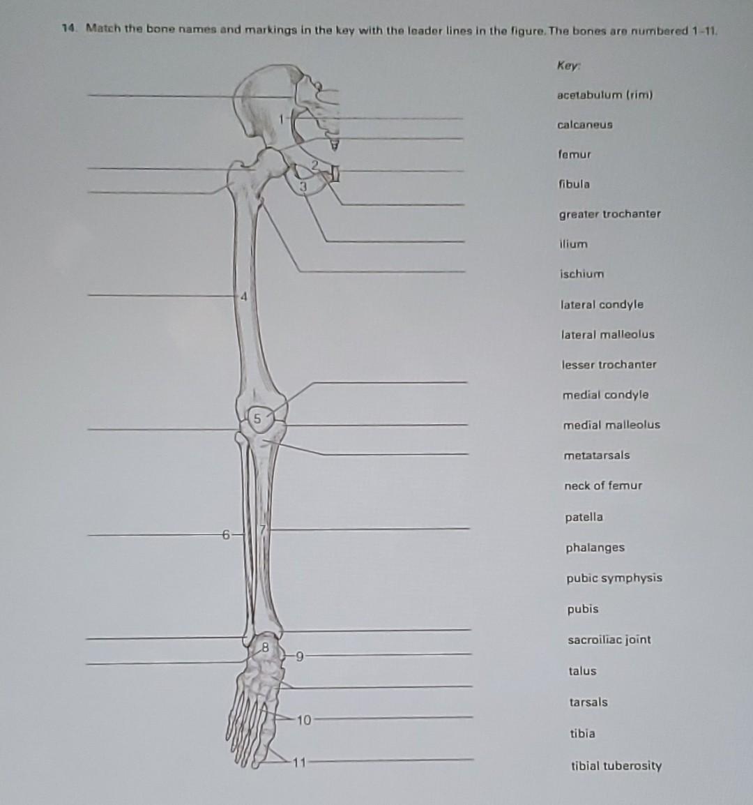 Solved 14. Match the bone names and markings in the key with | Chegg.com