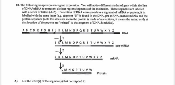 Solved 10. The following image represents gene expression. | Chegg.com