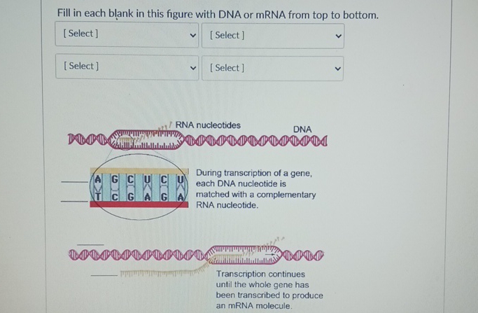 Solved Fill in each blank in this figure with DNA or mRNA | Chegg.com