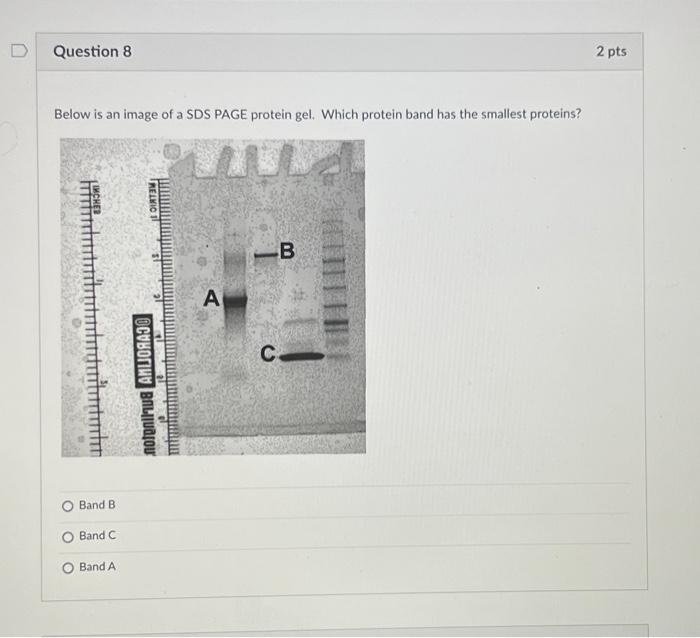 Solved Below is an image of a SDS PAGE protein gel. Which | Chegg.com