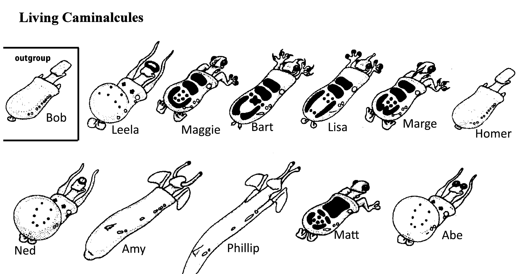 Solved using the living caminalcules, complete matrix of 20 | Chegg.com