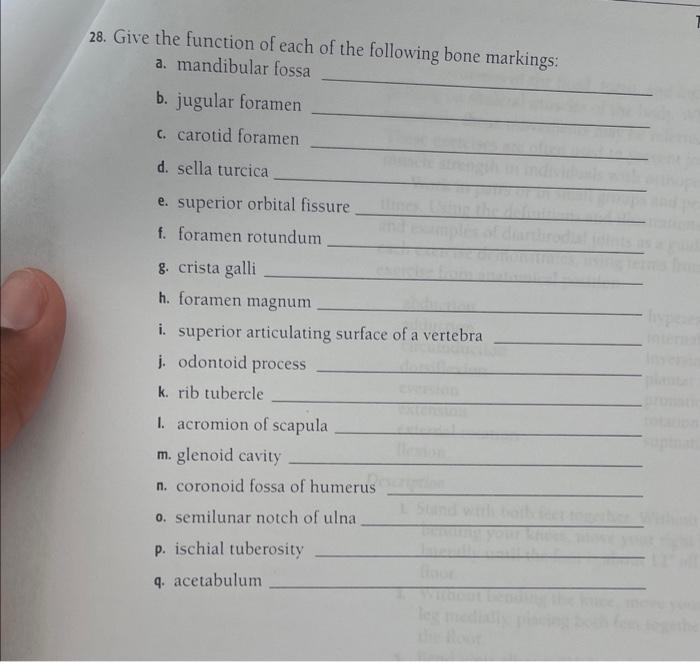Solved the function of each of the following bone markings: | Chegg.com