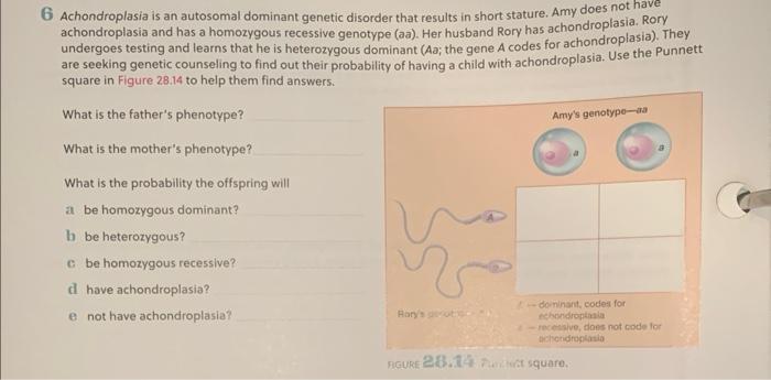 Solved 6 Achondroplasia is an autosomal dominant genetic | Chegg.com