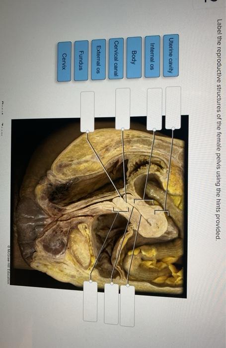 Solved Label the reproductive structures of the female | Chegg.com