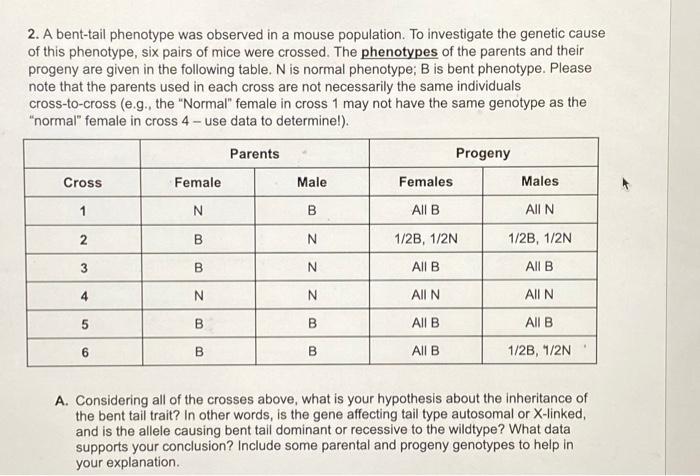 Solved 2. A bent-tail phenotype was observed in a mouse | Chegg.com
