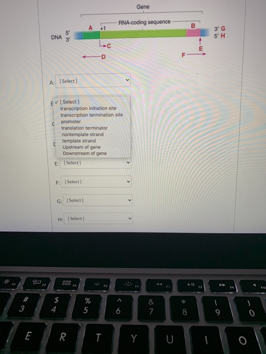 Solved Gene RNA-coding sequence А +1 B 3 G 5' H 5 3 DNA Loc | Chegg.com