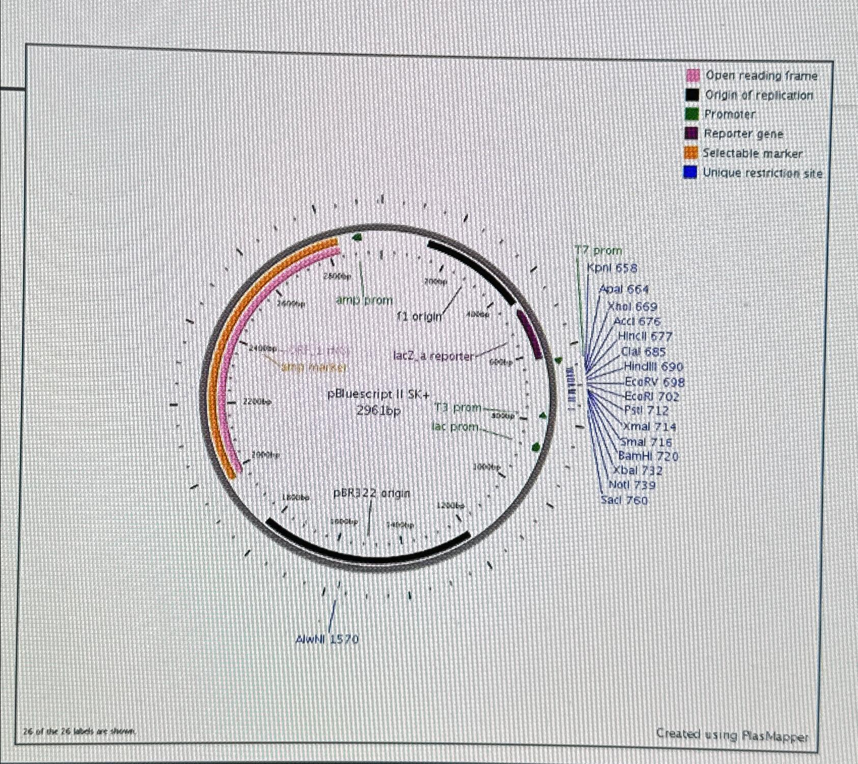 This Schematic Diagram Shows The Steps In Plasmid Plasmid Dr