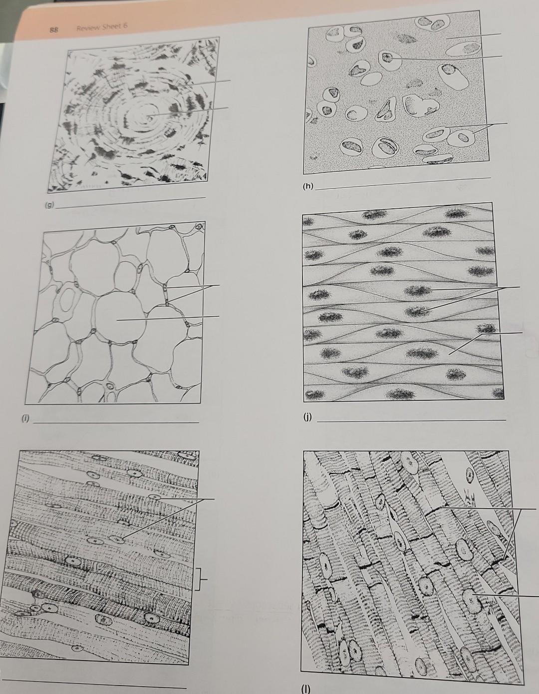 Solved identify all structures label tissue types | Chegg.com
