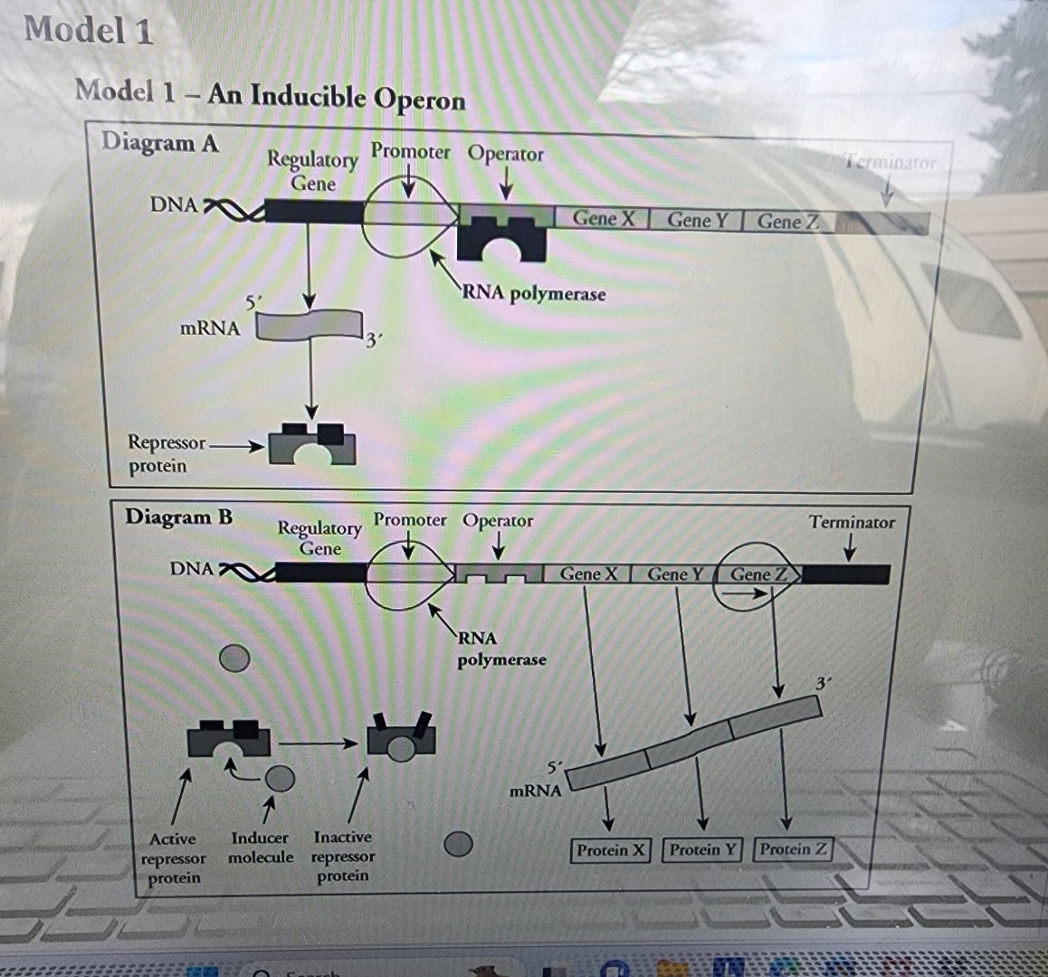 Solved Model 1What type of operon is illistrated in Model 1? | Chegg.com
