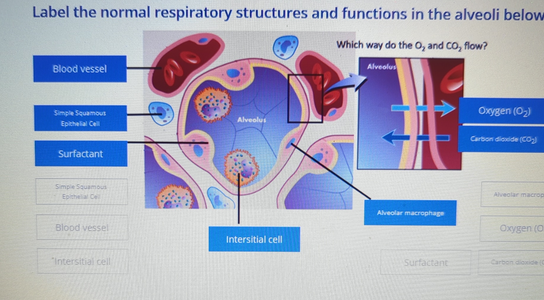 Solved Label the normal respiratory structures and functions | Chegg.com