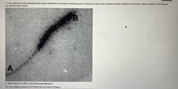 Solved if you add short, actin, filaments with myosin | Chegg.com
