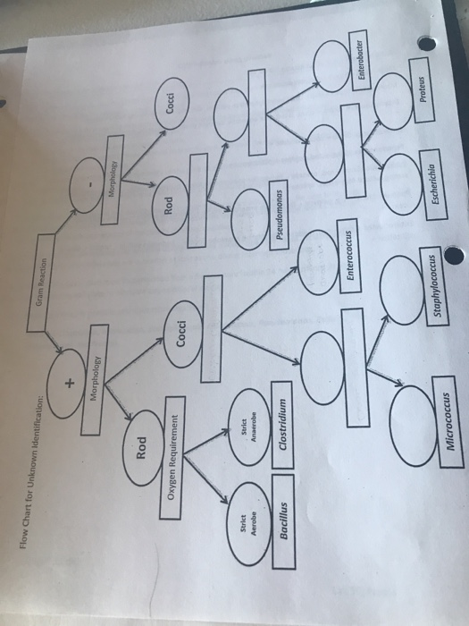 Solved Flow Chart for Unknown Identification: Gram Reaction | Chegg.com