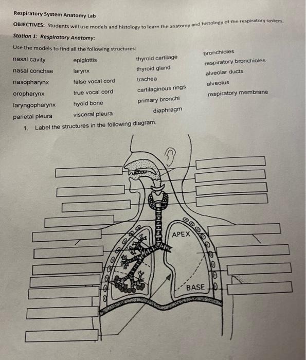 Respiratory System Anatomy Lab OBJECTIVES: Students | Chegg.com