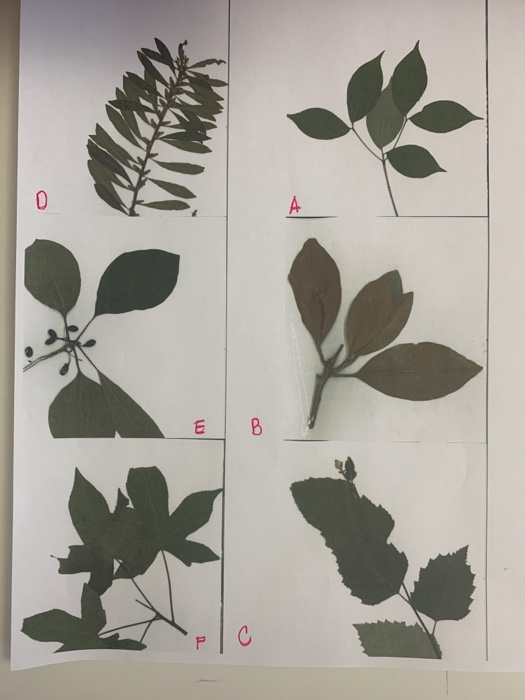 Solved The apex (plural: apices) of the leaf is the tip of | Chegg.com