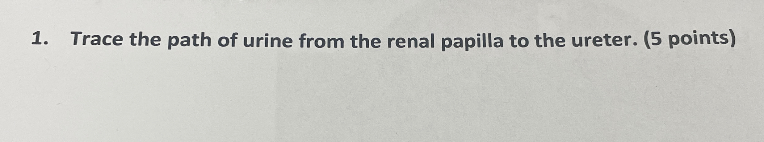 Solved Trace the path of urine from the renal papilla to the | Chegg.com