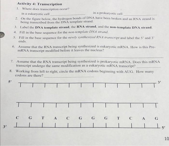 Solved Activity 4: Transcription 1. Where does transcription | Chegg.com