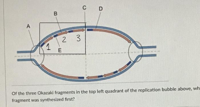 Solved of the okazaki fragments in the box on the upper left | Chegg.com