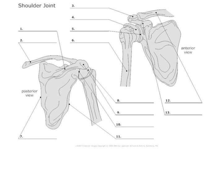 Solved Shoulder Joint anterior view posterior view | Chegg.com