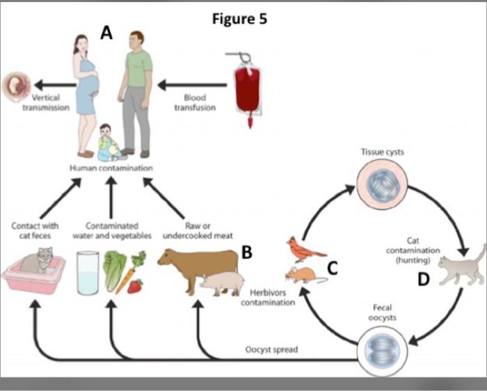 Solved Figure 5In figure 5 above, which organism represents | Chegg.com