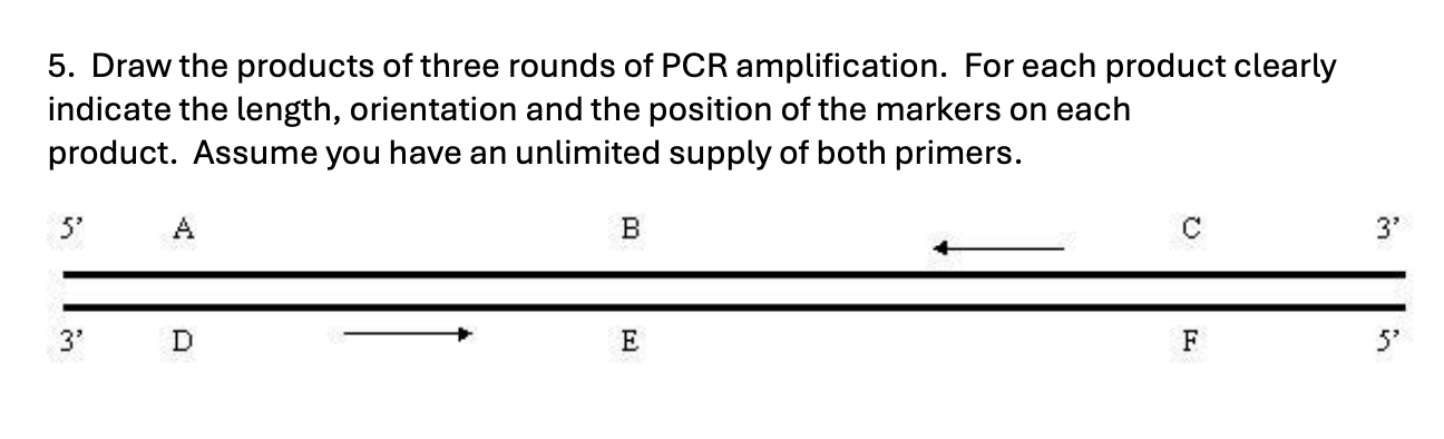 Solved 5. ﻿Draw the products of three rounds of PCR | Chegg.com