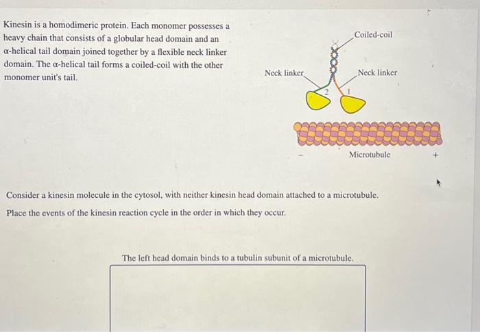 Solved Kinesin is a homodimeric protein. Each monomer | Chegg.com