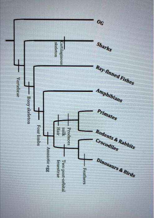 Solved Refer to the tree below. Refer specifically to the | Chegg.com