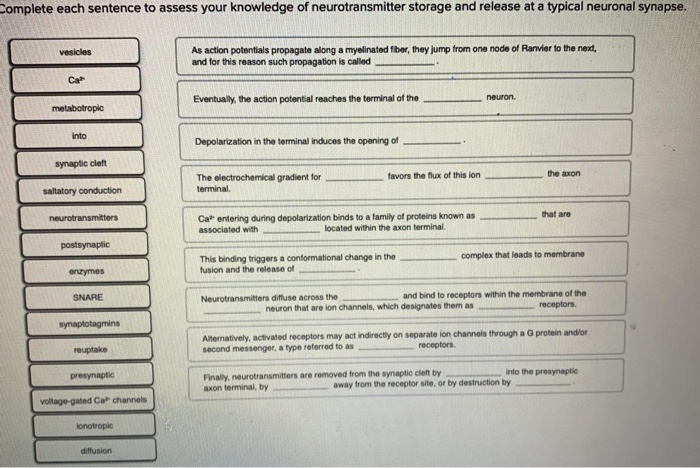 Solved Synapse Terminology Defined Review your understanding | Chegg.com