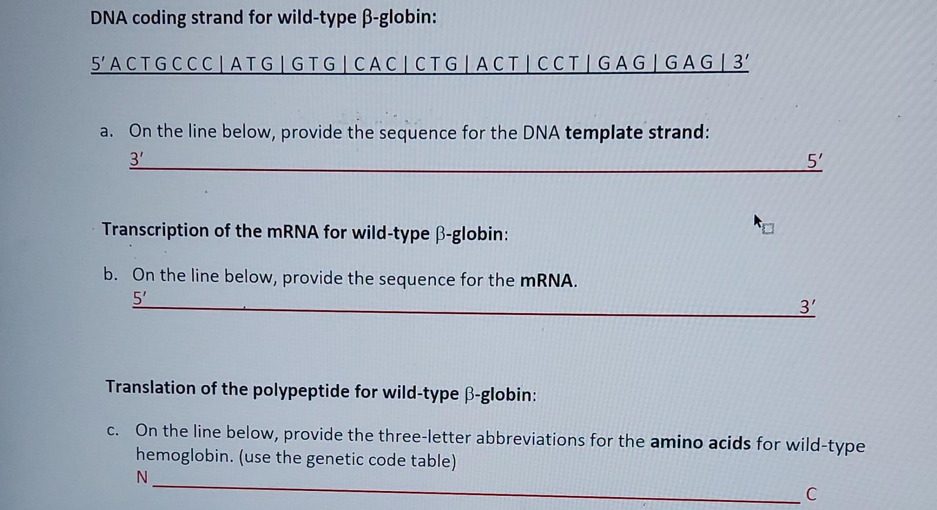 Solved DNA coding strand for wild-type B-globin: 5'ACTGCCC | Chegg.com
