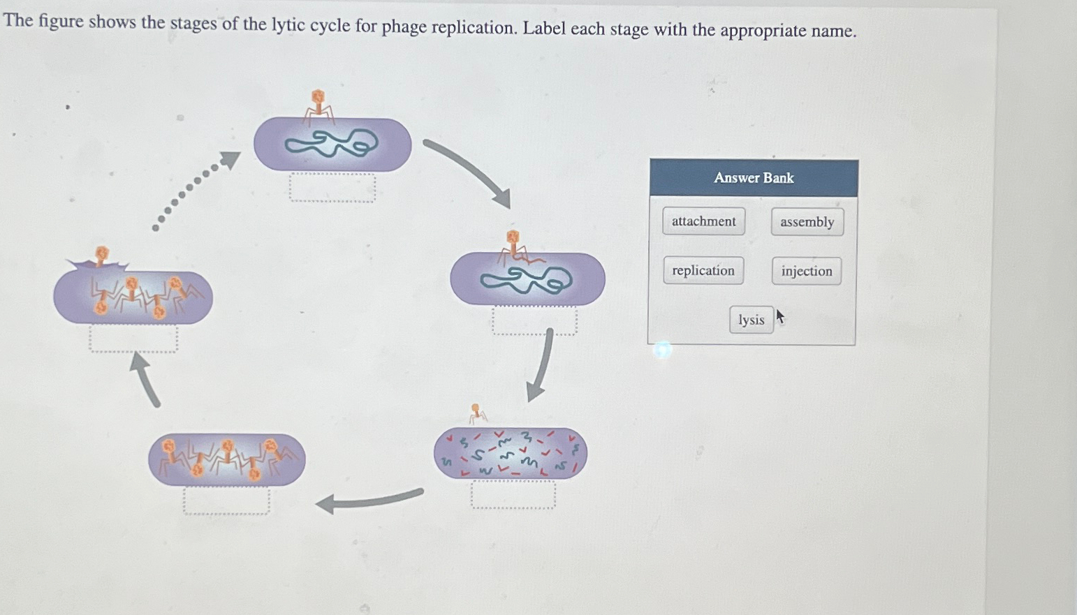 Solved The figure shows the stages of the lytic cycle for | Chegg.com