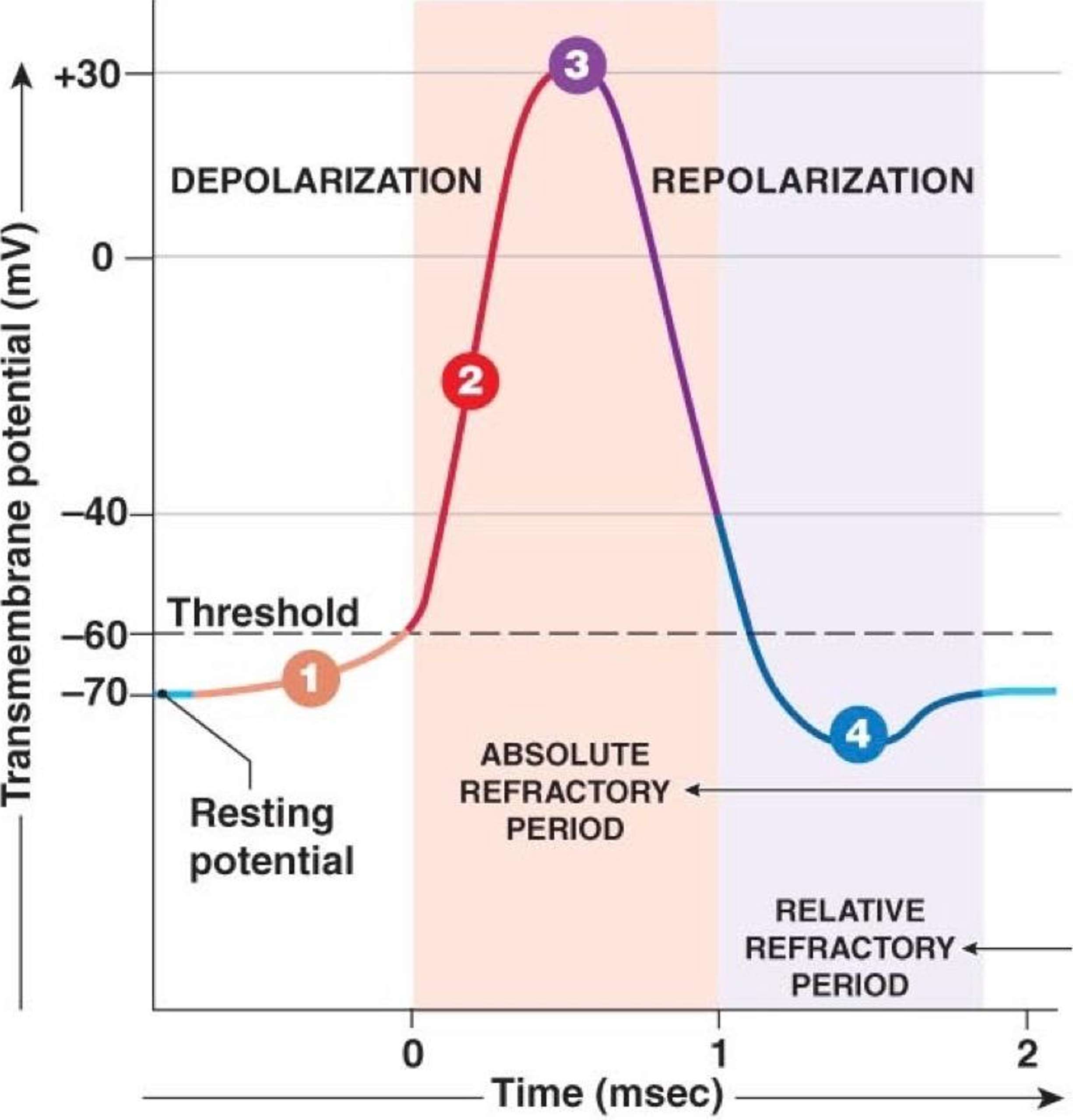 Solved The diagram below depicts an action potential with | Chegg.com