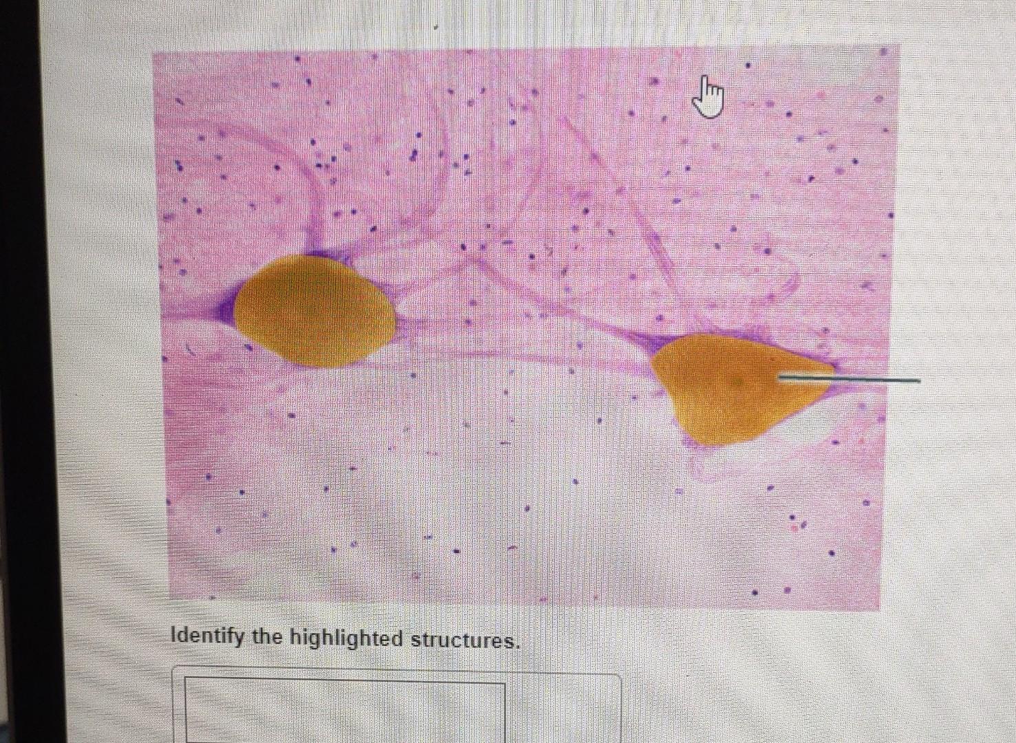 Solved Identify the highlighted structures. | Chegg.com