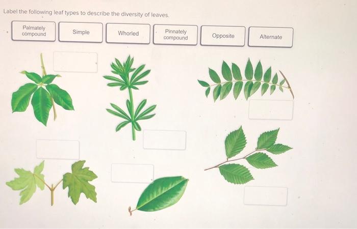 Label the following leaf types to describe the | Chegg.com