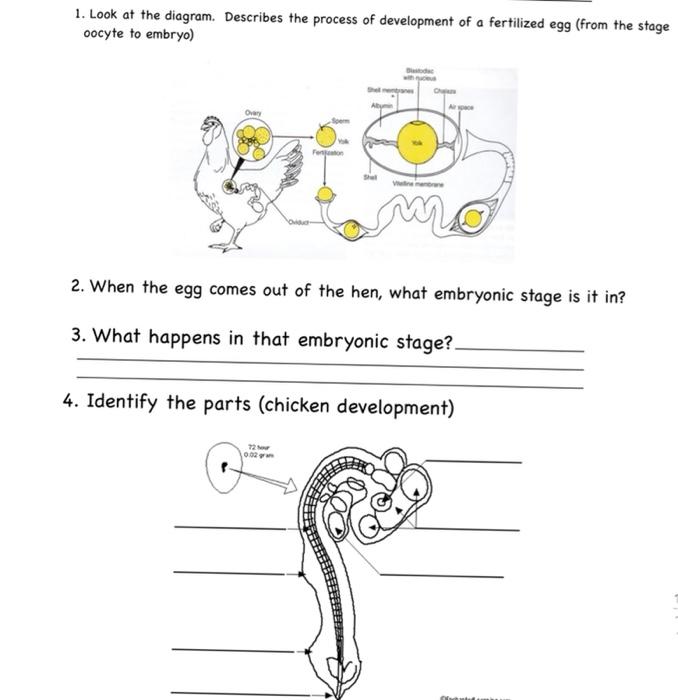 Solved 1. Look at the diagram. Describes the process of | Chegg.com