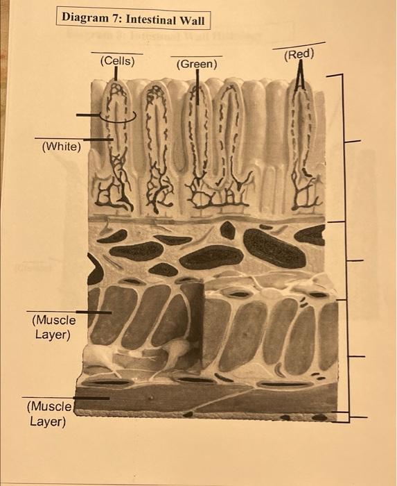 Solved Diagram 7: Intestinal Wall (Cells) (Red) (Green) | Chegg.com