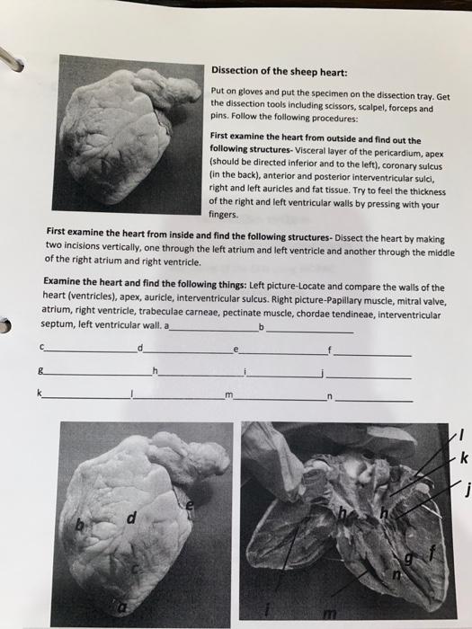 Solved Dissection of the sheep heart: Put on gloves and put | Chegg.com