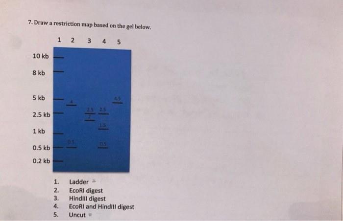 Solved 7. Draw a restriction map based on the gel below. 1 2 | Chegg.com
