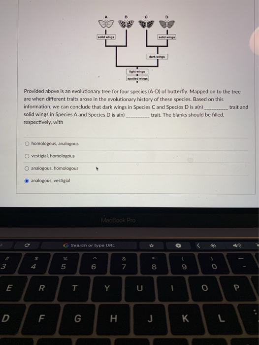 Solved solid wings solid wings dark winge light wings | Chegg.com