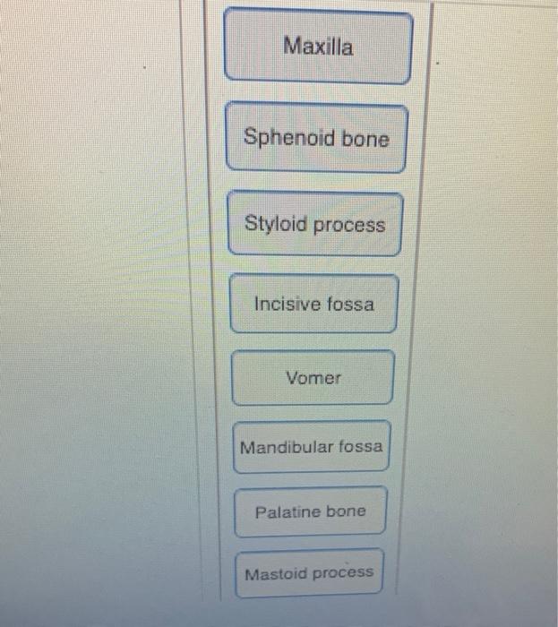 Solved Maxilla Sphenoid bone Styloid process Incive fosse | Chegg.com
