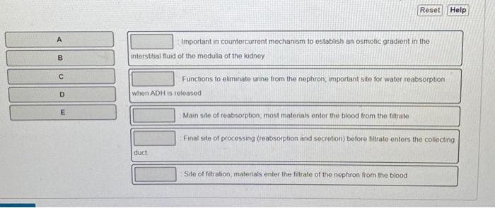 Solved Important in countercurrent mechanism to establish an | Chegg.com