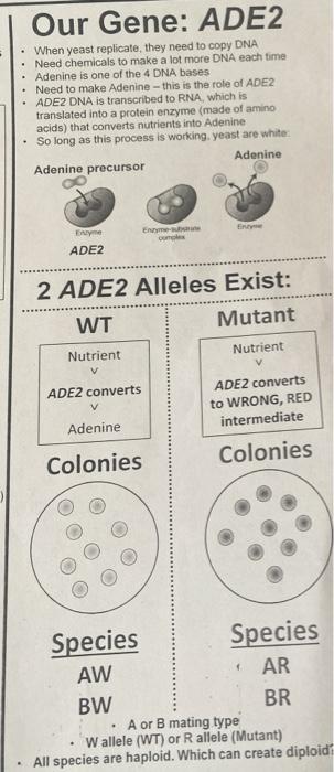 Solved Our Gene: ADE2 . . When yeast replicate, they need to | Chegg.com