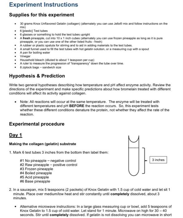 Enzymes in Action - Instructions Introduction The | Chegg.com